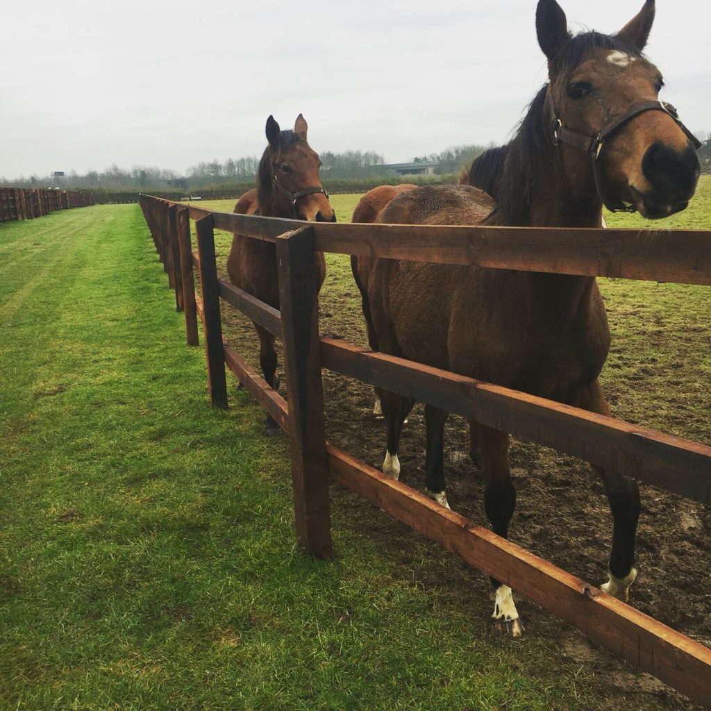 What is the Difference Between a Turnout and a Paddock? - Nortons Fencing
